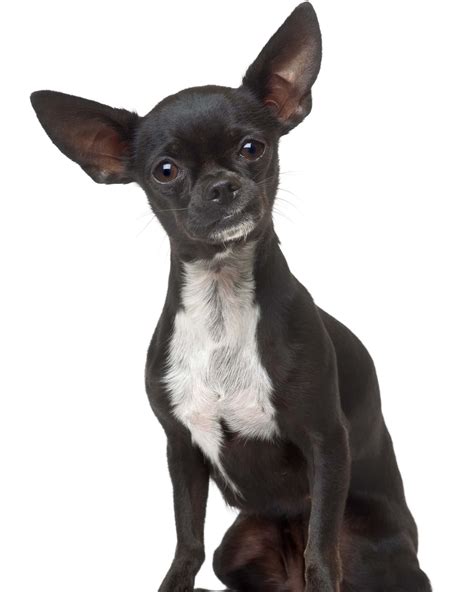 34 Chihuahua Colors Explained With Pictures