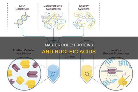 Master Code Proteins And Nucleic Acids Medshun