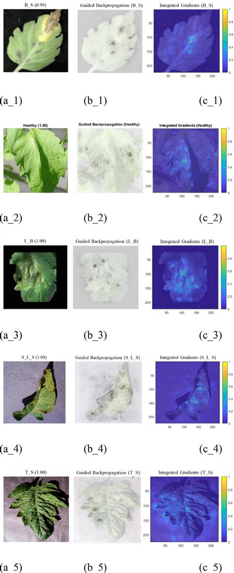 Comparing And Visualization Of The Saliency Map Produced By Guided
