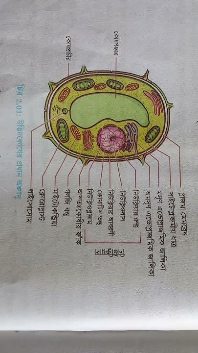 উদ্ভিদ কোষ Youtube