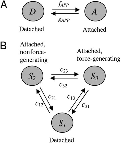 A Two State Kinetic Model Of Actomyosin Interaction A The Download Scientific Diagram