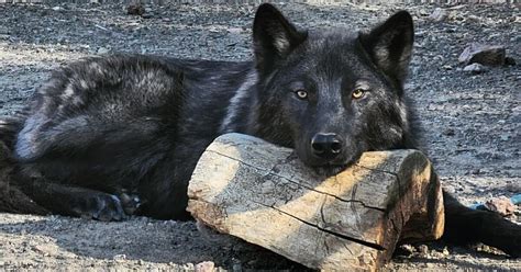 Por Qué Se Dice Que El Calupoh Es El Perro Lobo Mexicano Infobae