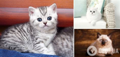 Які породи котів найкраще ладнають з дітьми найласкавіші кішки Oboz Ua