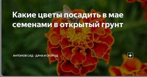 Какие цветы посадить в мае семенами в открытый грунт | Антонов сад ...