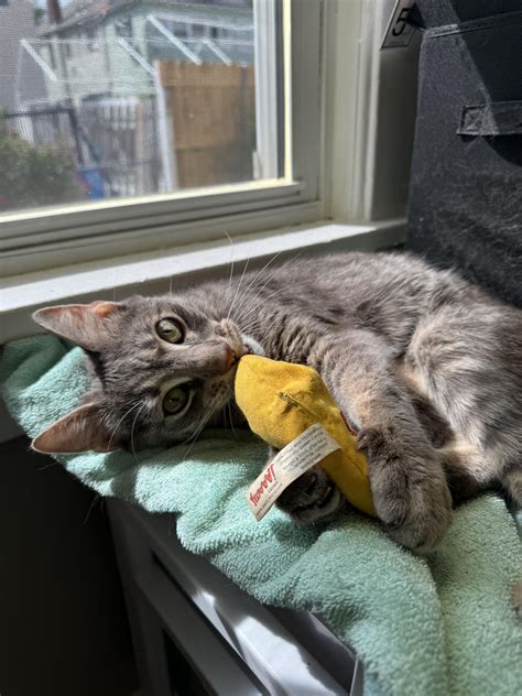 Yeow Catnip Banana Toy Rcats