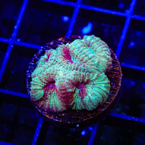 Tsa Fairy Dust Favia Coral Top Shelf Aquatics