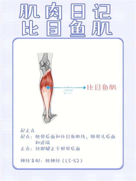 【比目鱼肌】小腿粗的幕后黑手找到了！ 知乎