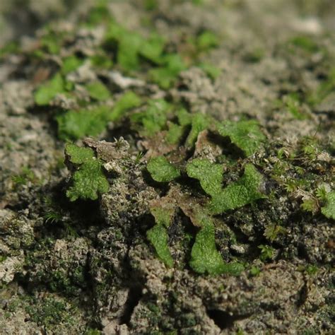 Mannia Triandra Scop Grolle Mahovi Slovenije