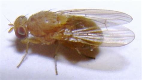 Vinegar Fly Bugguide Net