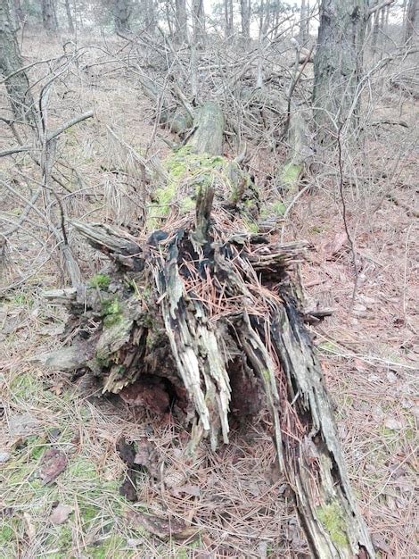 Underground Tree Decay Images Free Download On Freepik