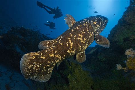 These 5 ‘living Fossils Still Roam The Earth National Geographic