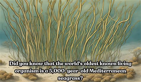 Meet The Worlds Oldest Living Organism The 5000 Year Old Seagrass