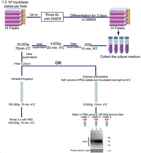 Schema Summarizing The Protocols Used To Extract Muscle Exosomes From