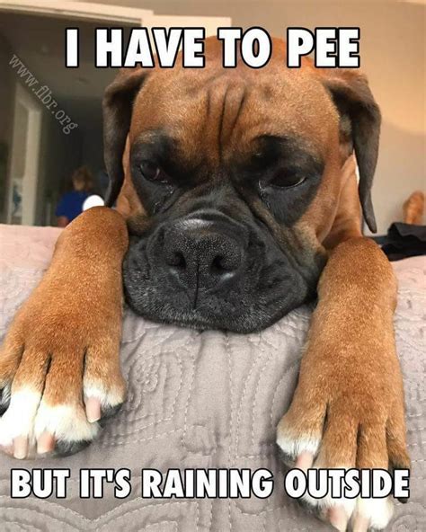 Funny Dog Meme Boxer