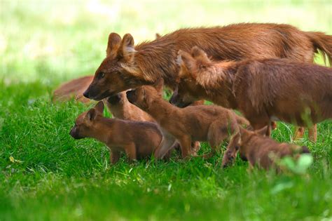 Dhole Pack