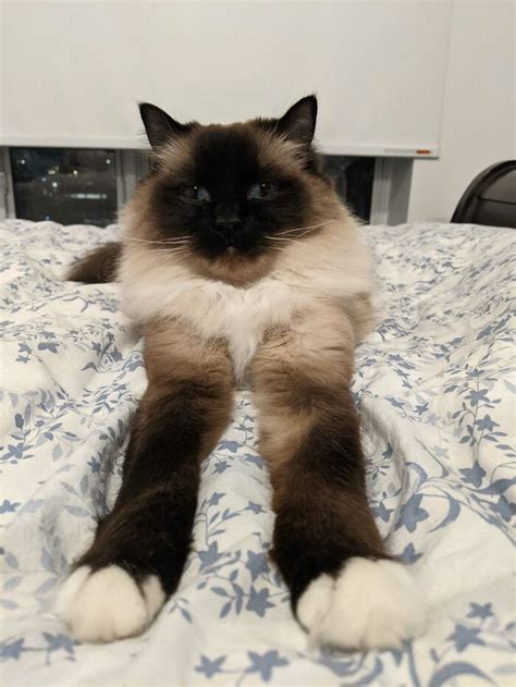 101 Ragdoll Cats For Your Daily Dose Of Serotonin
