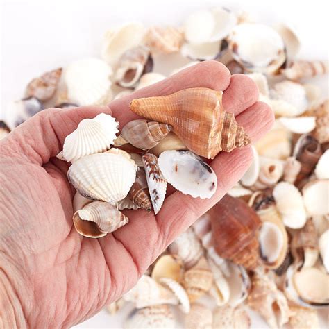 Assorted Natural Sea Shells Vase And Bowl Fillers Home Decor