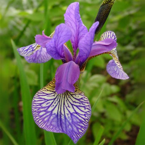 Iris Sibirica Shakers Prayer Clematite Ro