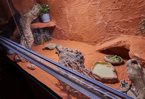 How To Clean A Bearded Dragon Cage Quick And Easy