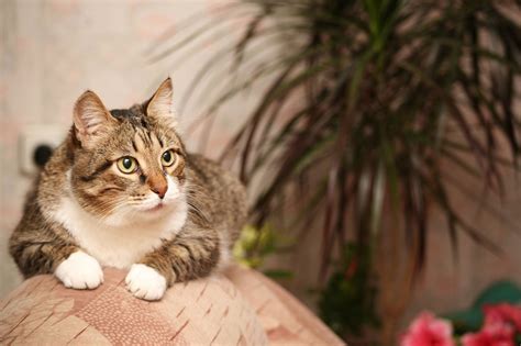 Senior Cat Care Signs Your Older Cat Needs Extra Support And How To