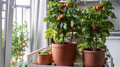 Container Tomato Varieties