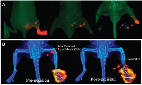 Mouse Lymph Node Anatomy Characterization Of The Role Of The