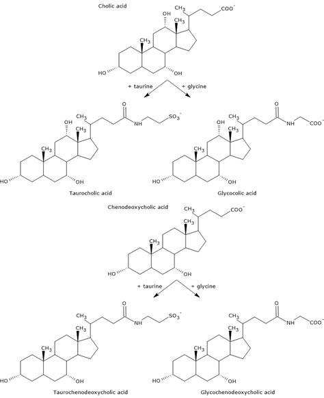 Bile Salts Structure Function Synthesis From Cholesterol