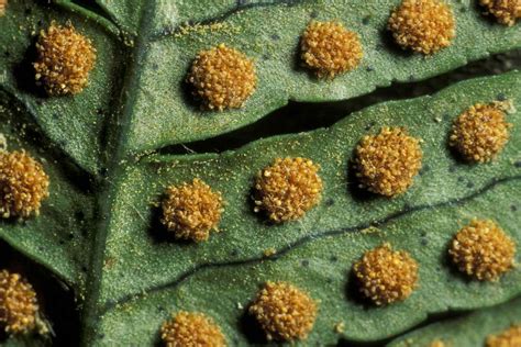 Spore Reproduction In Plants And Other Organisms