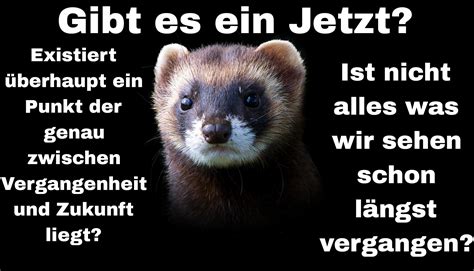 Der Philosophische Iltis R Hausdermarder