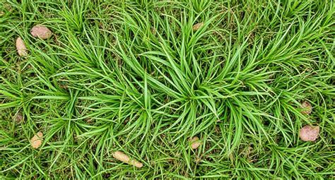 What Does Florida Crabgrass Look Like Farmtilling