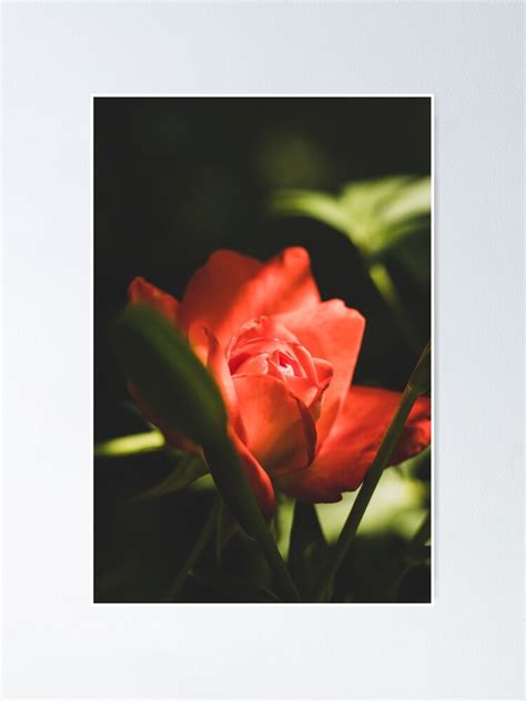 A Beautiful Light Red Rose Flower Poster For Sale By Paulinachmiel