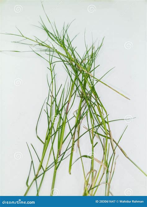 Lepturus Plant Isolated On White Background Stock Image Image Of