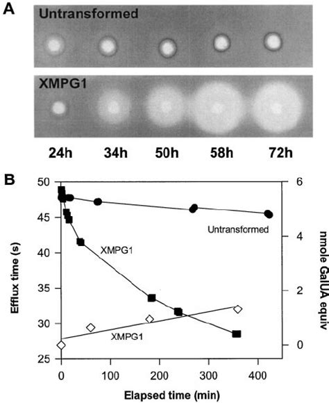 A Gel Diffusion Assay Of Culture Filtrates From A Oryzae Transformed