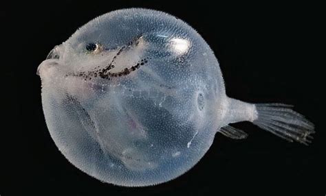 【深海の芸術】美しすぎる深海生物20選 Curazy クレイジー 水生 生物 深海の生物 美しい海の生き物
