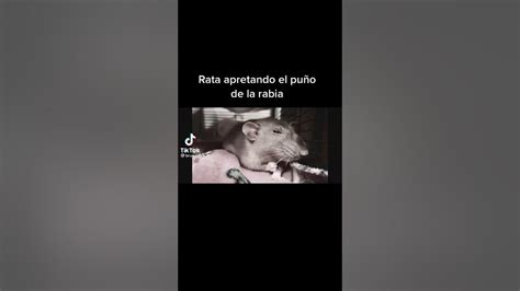 Rata Aprieta El Puño Del Enojo Youtube