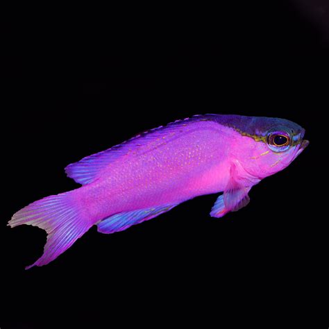 Black Cap Basslet The Biota Group