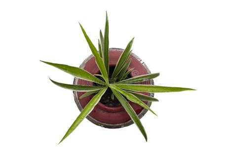 Top View Of Seedlings Ficus Microcarpa Growing In Black Plastic Pot