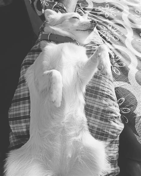 Itsmolly🐩🐶 Cutemollyofficial • Instagram Photos And Videos