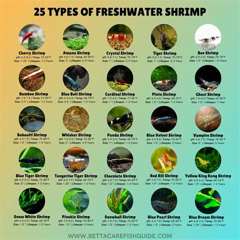 30 Freshwater Shrimp List And Care Guides