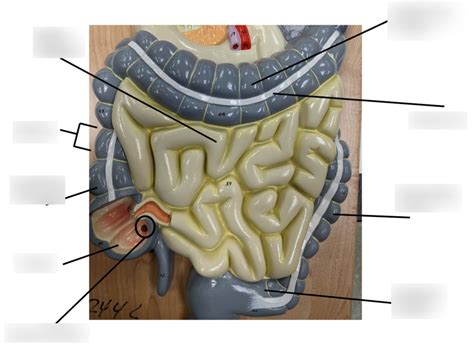 Large Intestine Diagram Quizlet