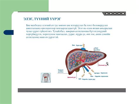 хүний хоол боловсруулах эрхтэн Ppt