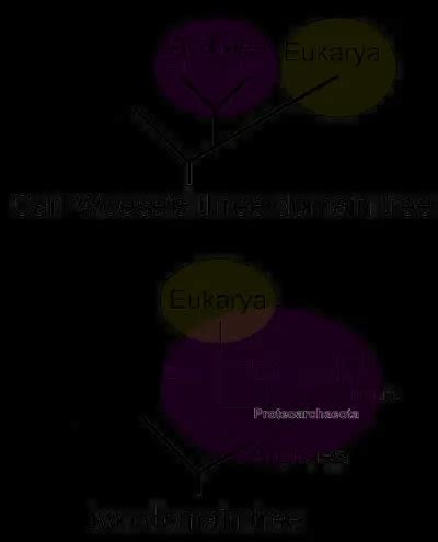 Domain Biology New World Encyclopedia