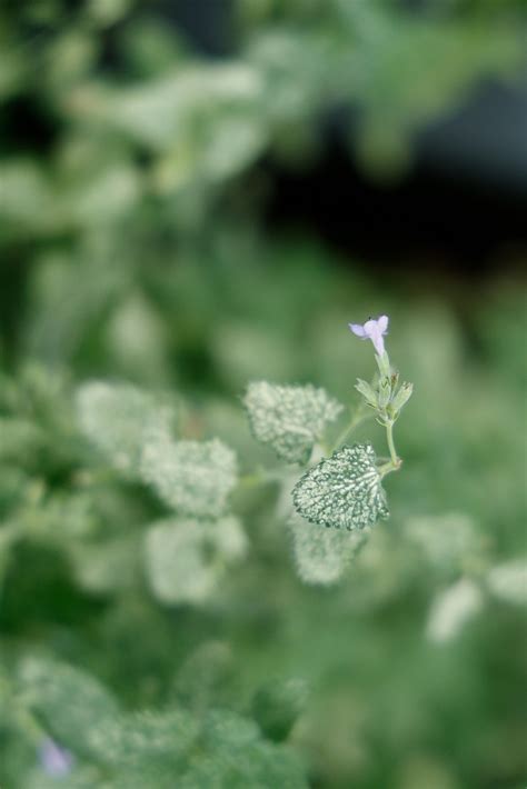 Manniska Falla Plant Photos Download The Best Free Manniska Falla