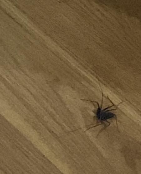 Black Six Legged Bug With Huge Antenna Paraphrynus Tokdod Bugguidenet