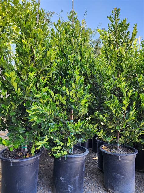 Carolina Cherry Laurel Prunus Caroliniana Trees Outlet Online