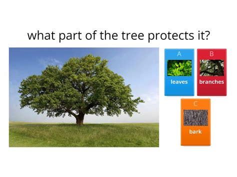 Sese Science Trees Quiz