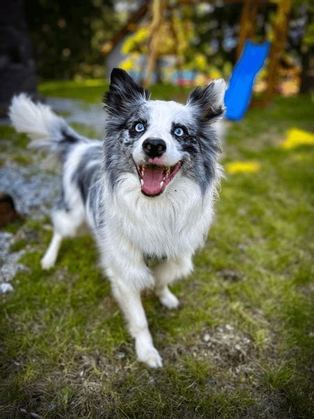Brown Collie Blue Eyes