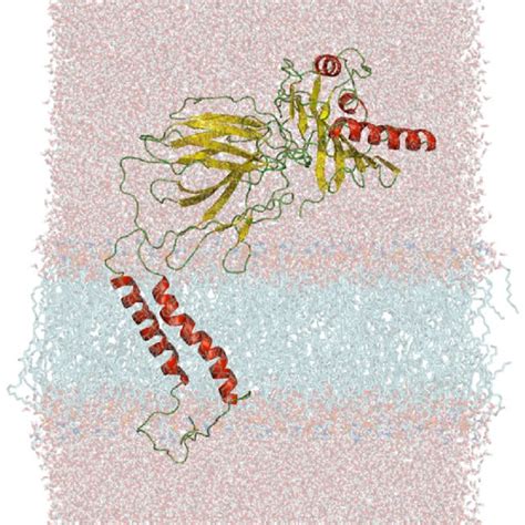 Md Simulation Box Of The Pmhc Ii Complex Embedded In A Popc Membrane