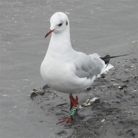Tallaght Gulls Rings Migration Starting