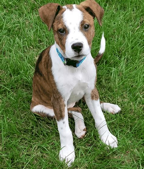 Jack Russell Terrier Pitbull Boxer Mix